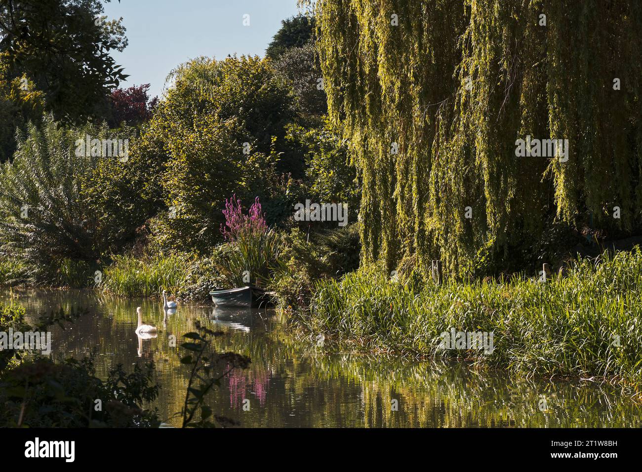 Two swans glide past a boat in the Stroudwater Navigation Canal ...