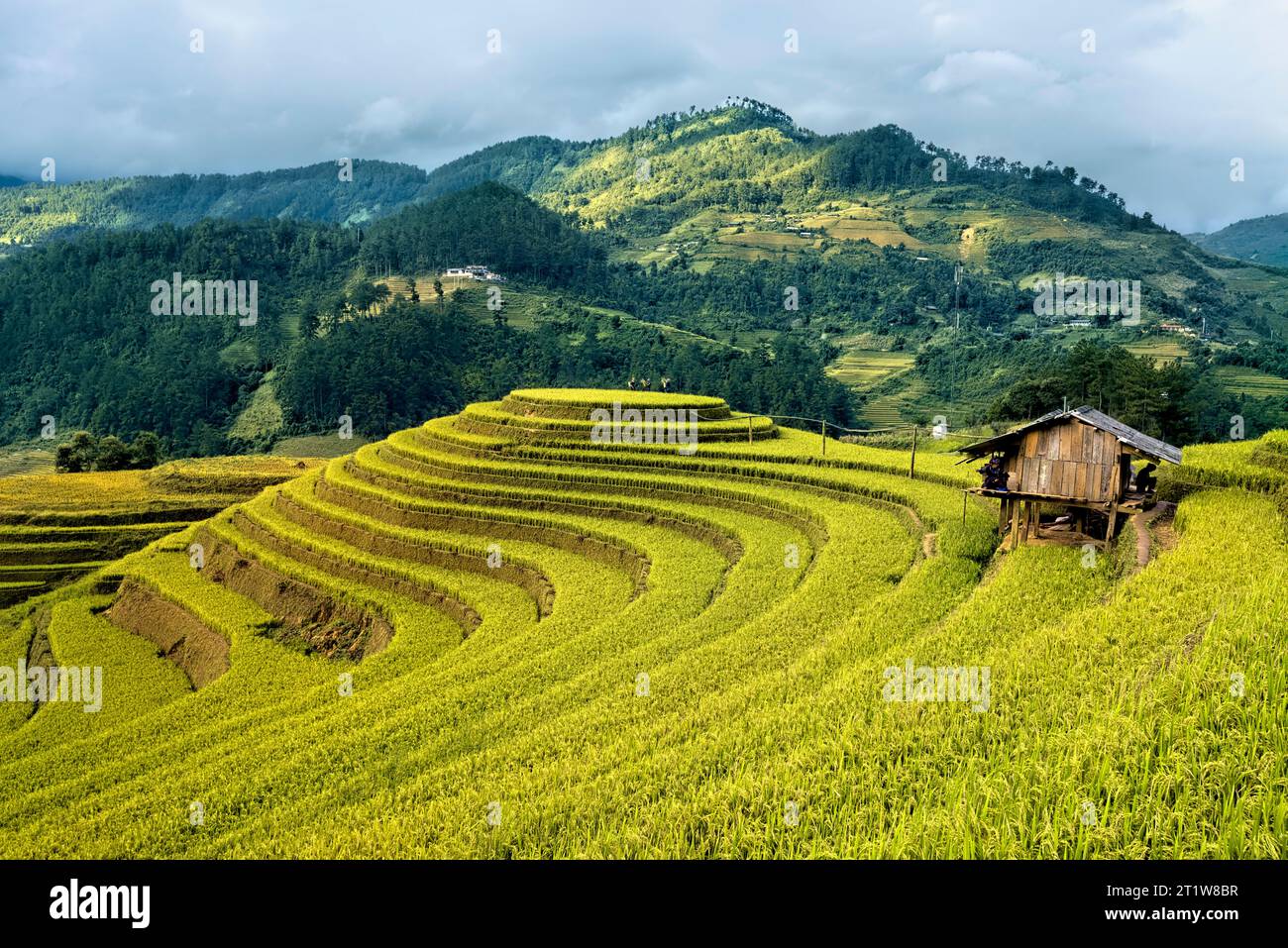 The amazing rice terraces of Mu Cang Chai, Yen Bai, Vietnam Stock Photo ...