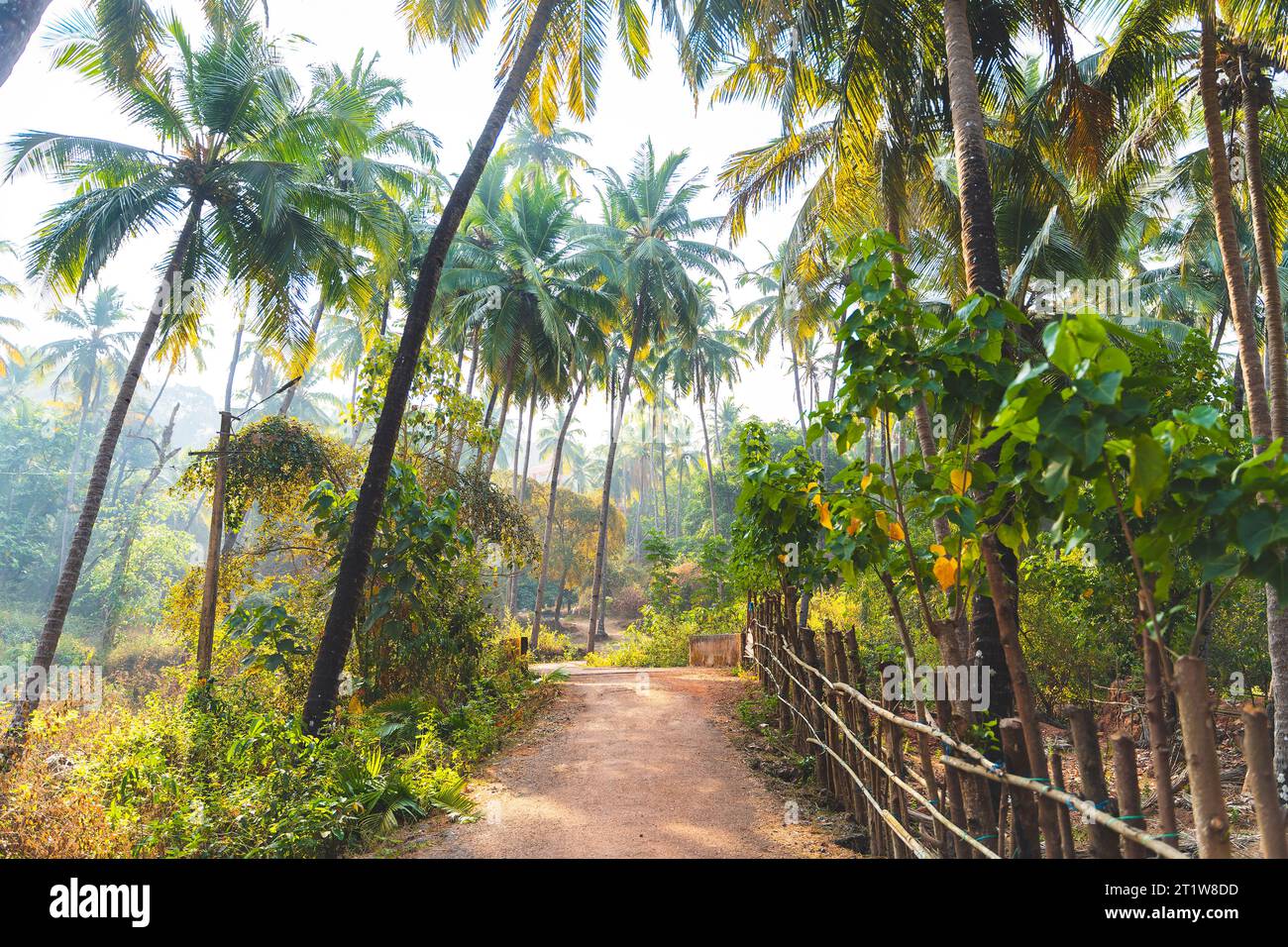 Jungle in Goa, India. Path, fence and palm trees Stock Photo - Alamy