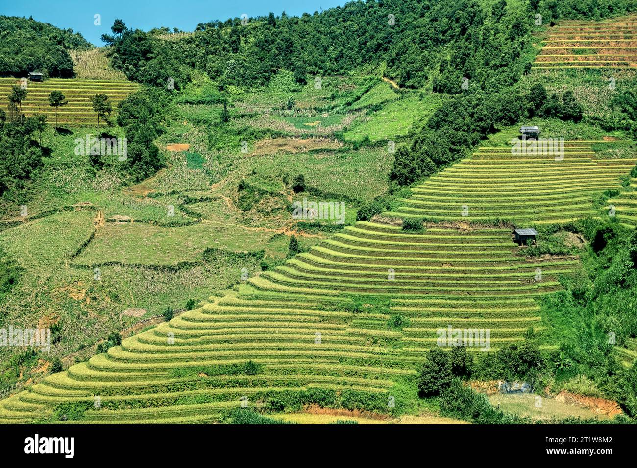 The amazing rice terraces of Mu Cang Chai, Yen Bai, Vietnam Stock Photo ...