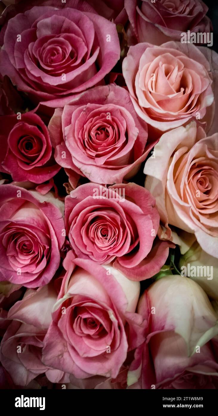 A vibrant arrangement of pink roses creating an eye-catching display of ...