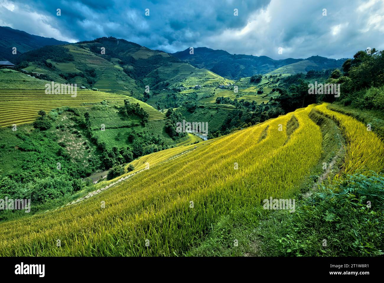 The amazing rice terraces of Mu Cang Chai, Yen Bai, Vietnam Stock Photo ...