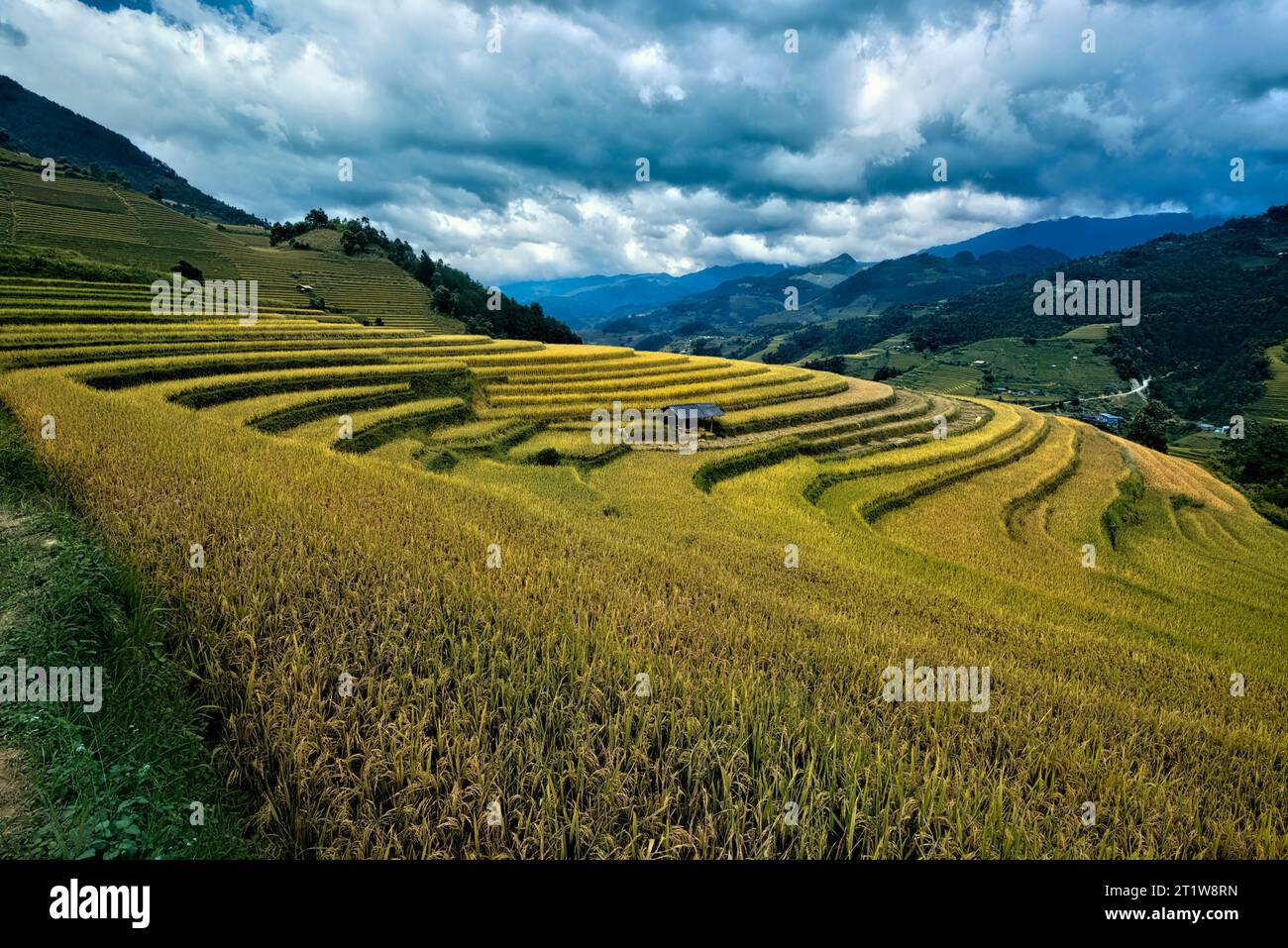 The amazing rice terraces of Mu Cang Chai, Yen Bai, Vietnam Stock Photo ...