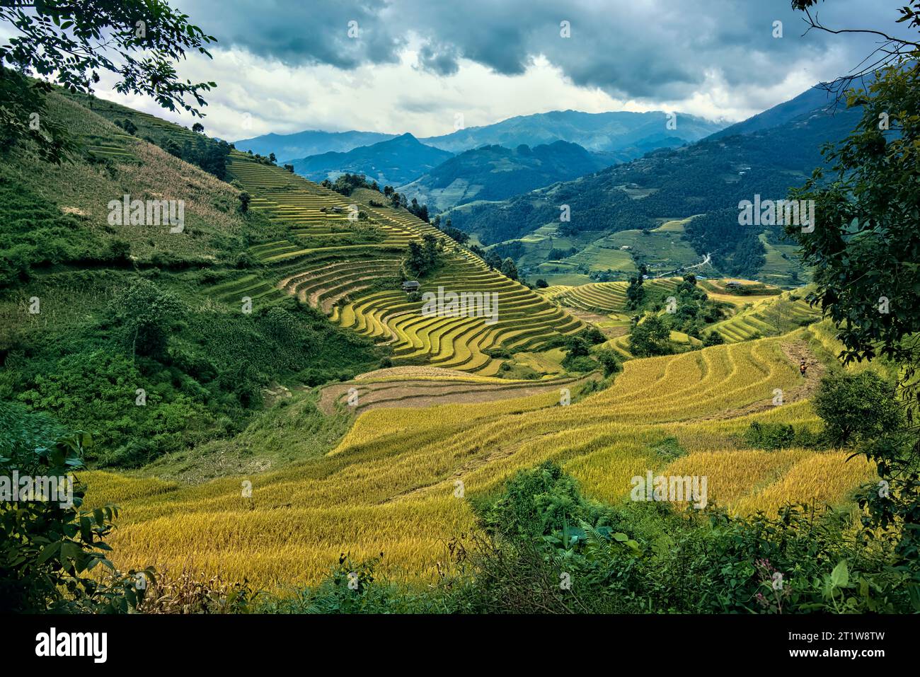 The amazing rice terraces of Mu Cang Chai, Yen Bai, Vietnam Stock Photo ...