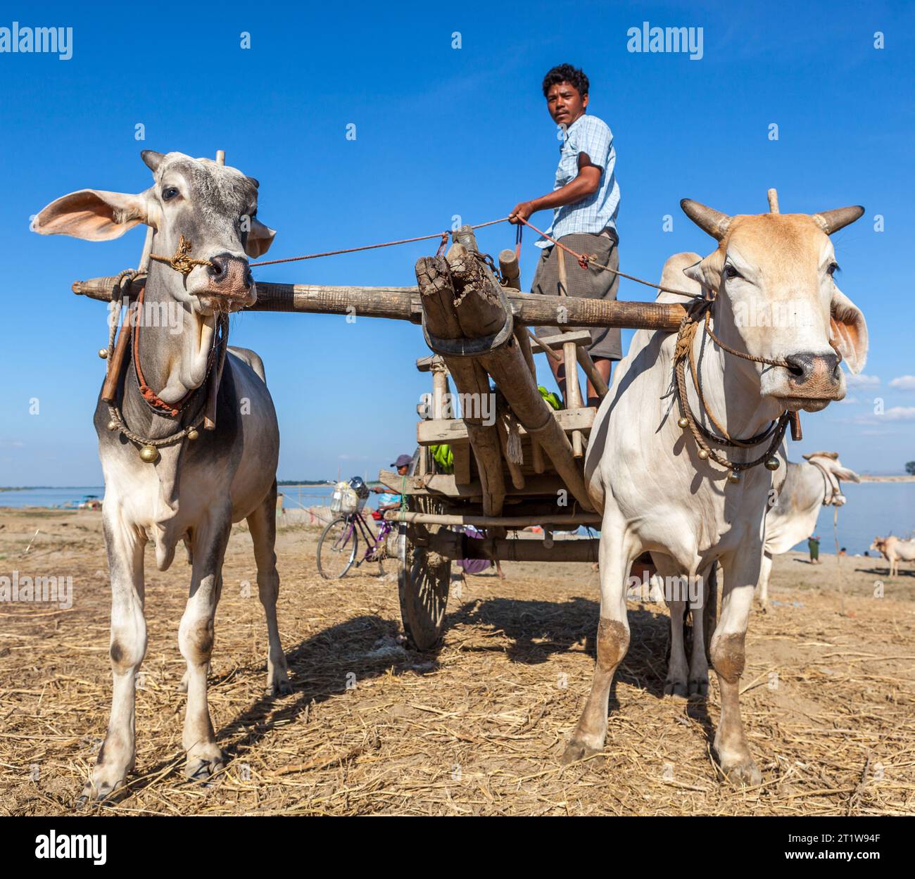 Two white water buffalo pulling a cart and driver along the side of the ...