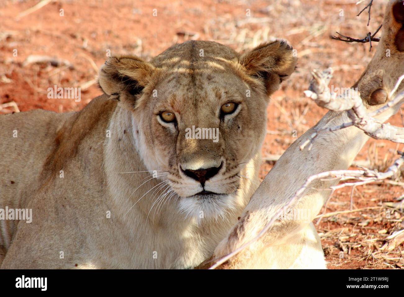 Lion pack hi-res stock photography and images - Alamy