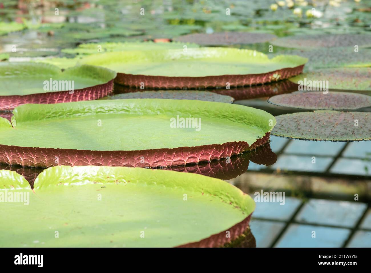 floating leaves of a giant water lily Victoria amazonica Stock Photo ...