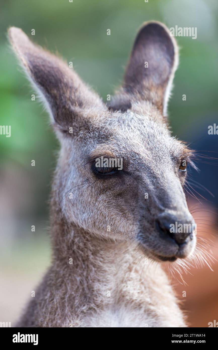 Kangaroo face hi-res stock photography and images - Alamy