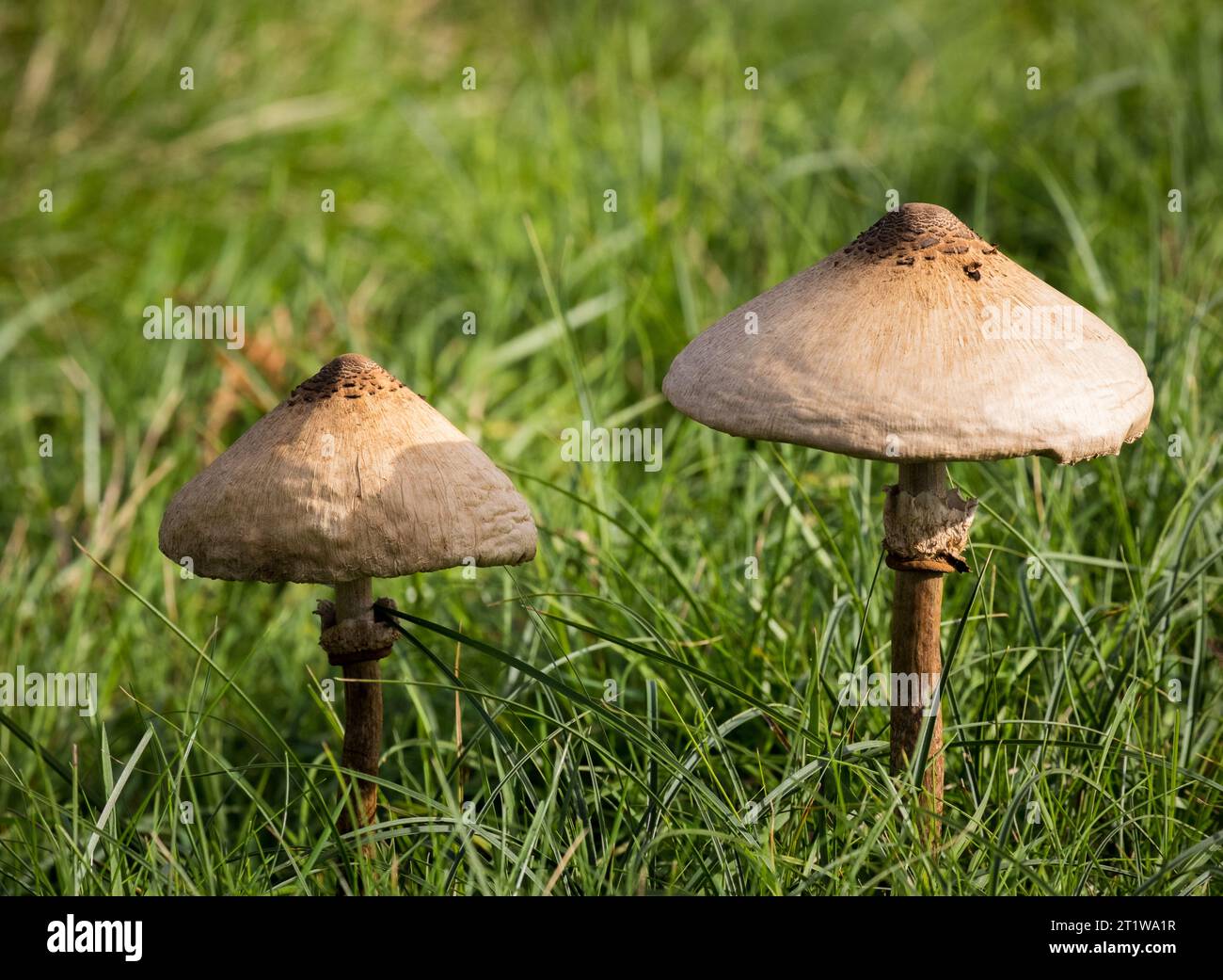 Two fungi in green grass Stock Photo - Alamy