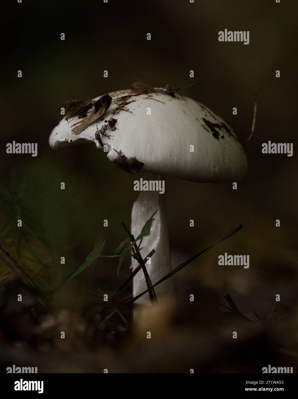 Pretty fungus hi-res stock photography and images - Alamy