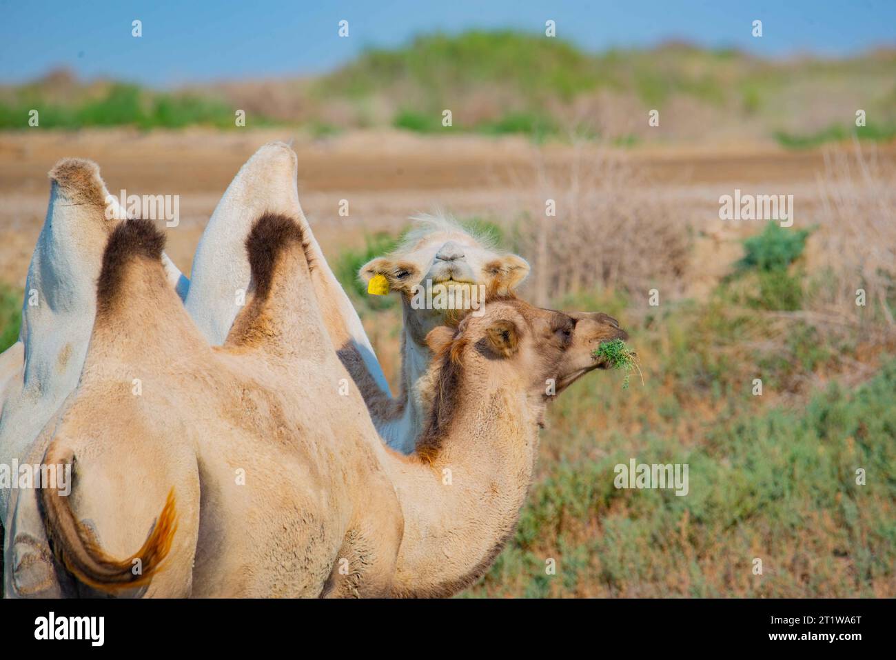 Two beautiful bactrian camels hi-res stock photography and images - Alamy