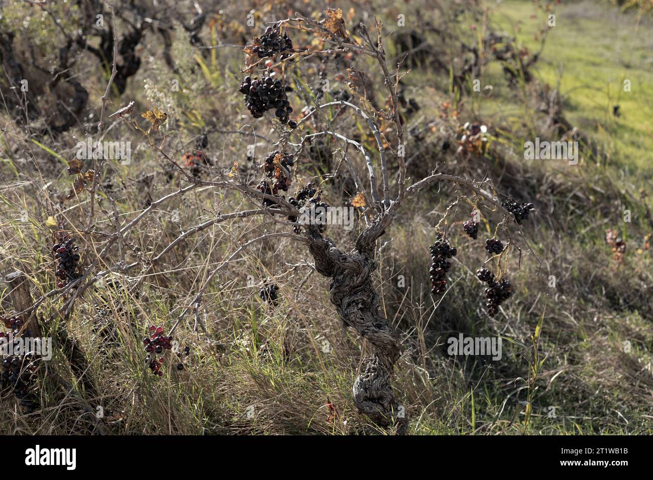 Grapes drying out on a vine that has lost its leaves in the Southern ...