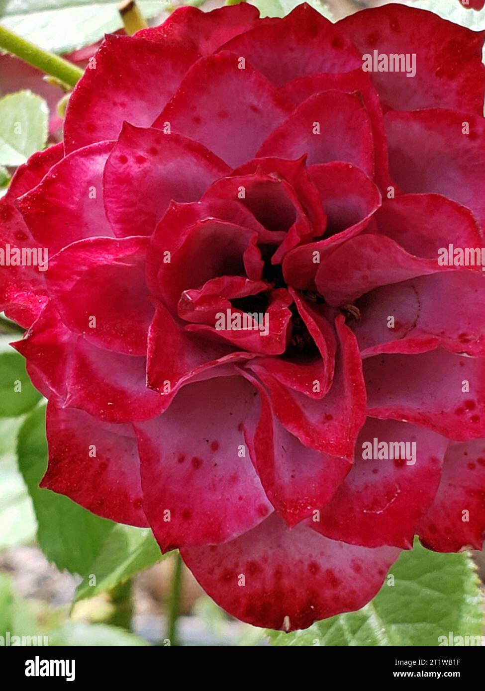 unique color red pink mini rose Stock Photo - Alamy