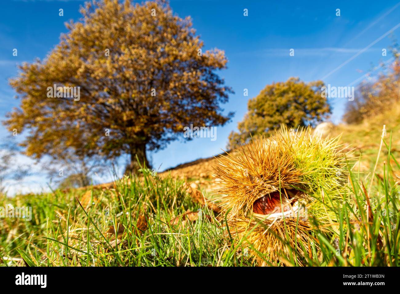 Chestnut close up with a chestnut tree in background in autumn Stock ...