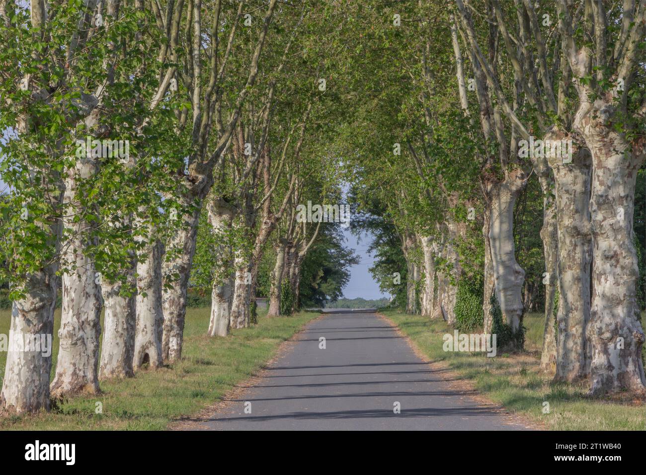 Looking down an alleyway of trees along a road which are creating an ...