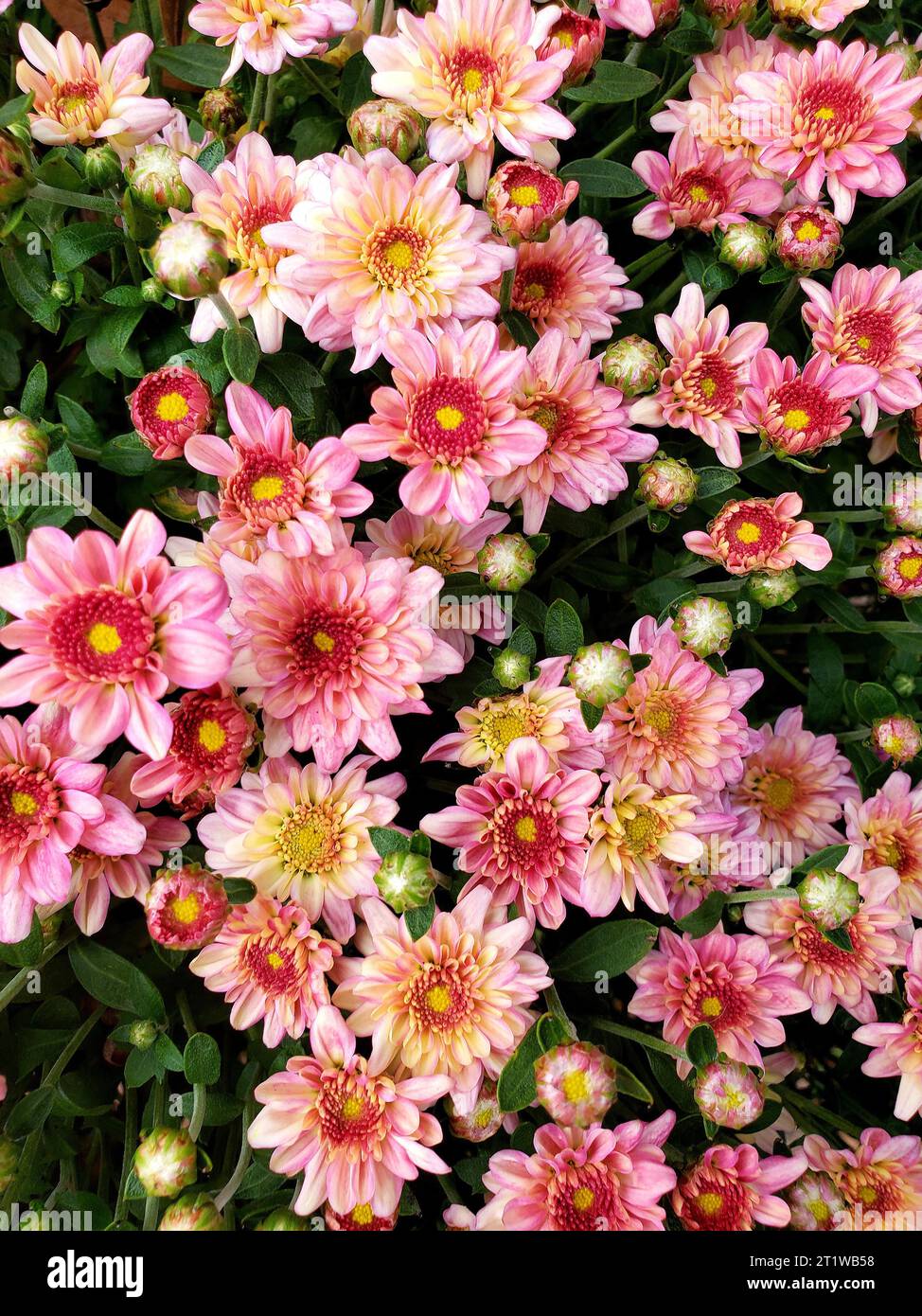 Mauve fall color mini mums Stock Photo - Alamy
