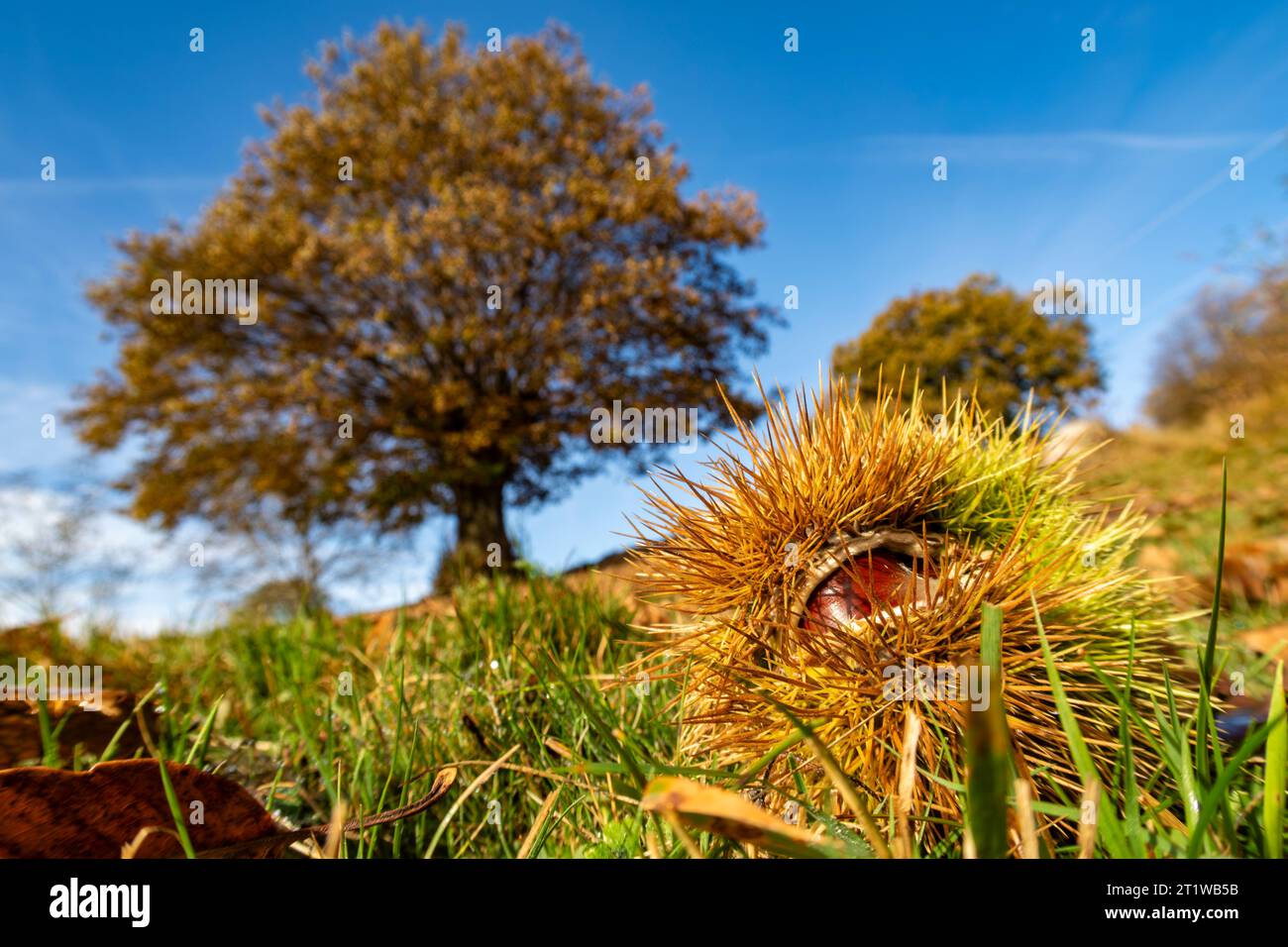 Chestnut close up with a chestnut tree in background in autumn Stock ...