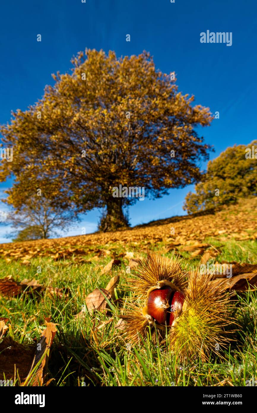 Chestnut close up with a chestnut tree in background in autumn Stock ...