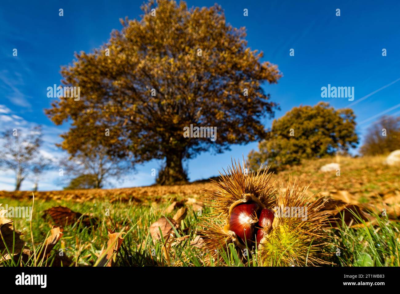 Chestnut close up with a chestnut tree in background in autumn Stock ...