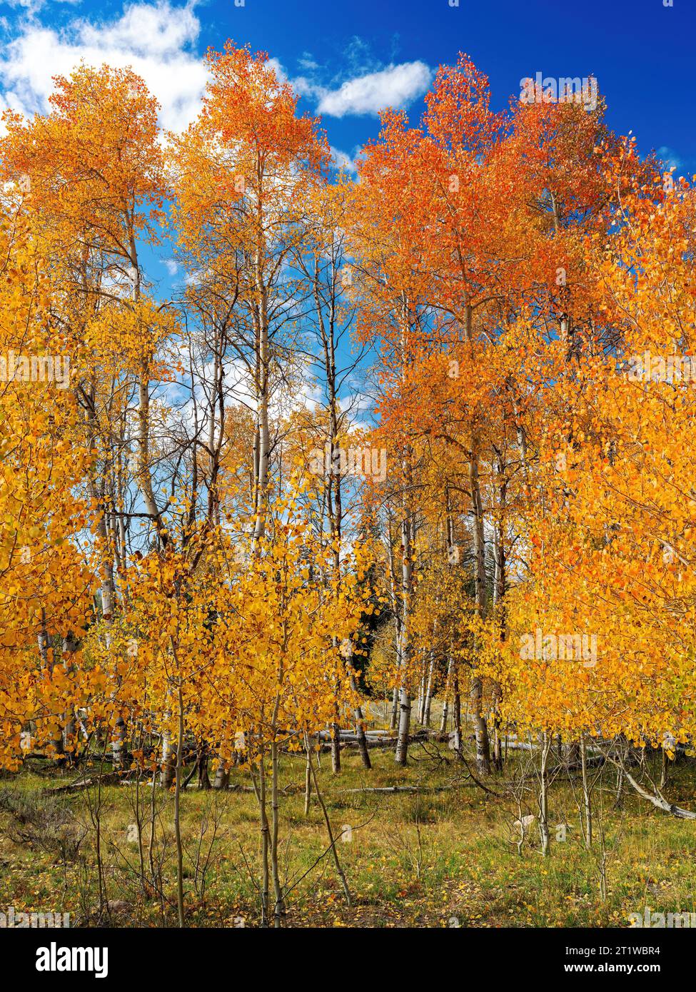 Cluster of aspen trees hi-res stock photography and images - Alamy