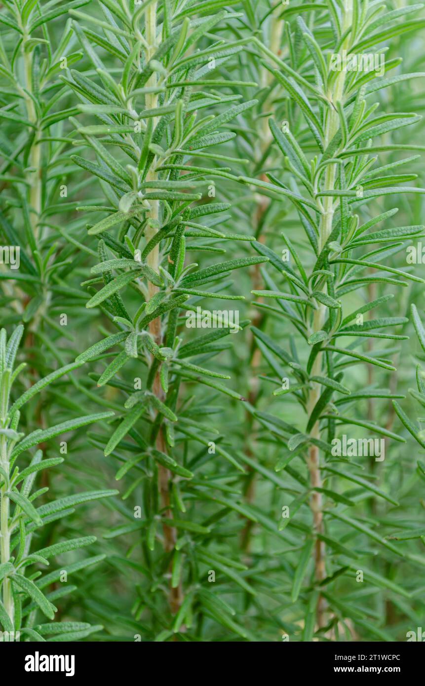 Rosemary Tree Texture Stock Photo - Alamy