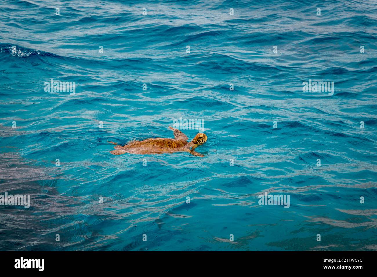 Green Sea Turtle Swimming in Ocean in Great Barrier Reef, Queensland ...