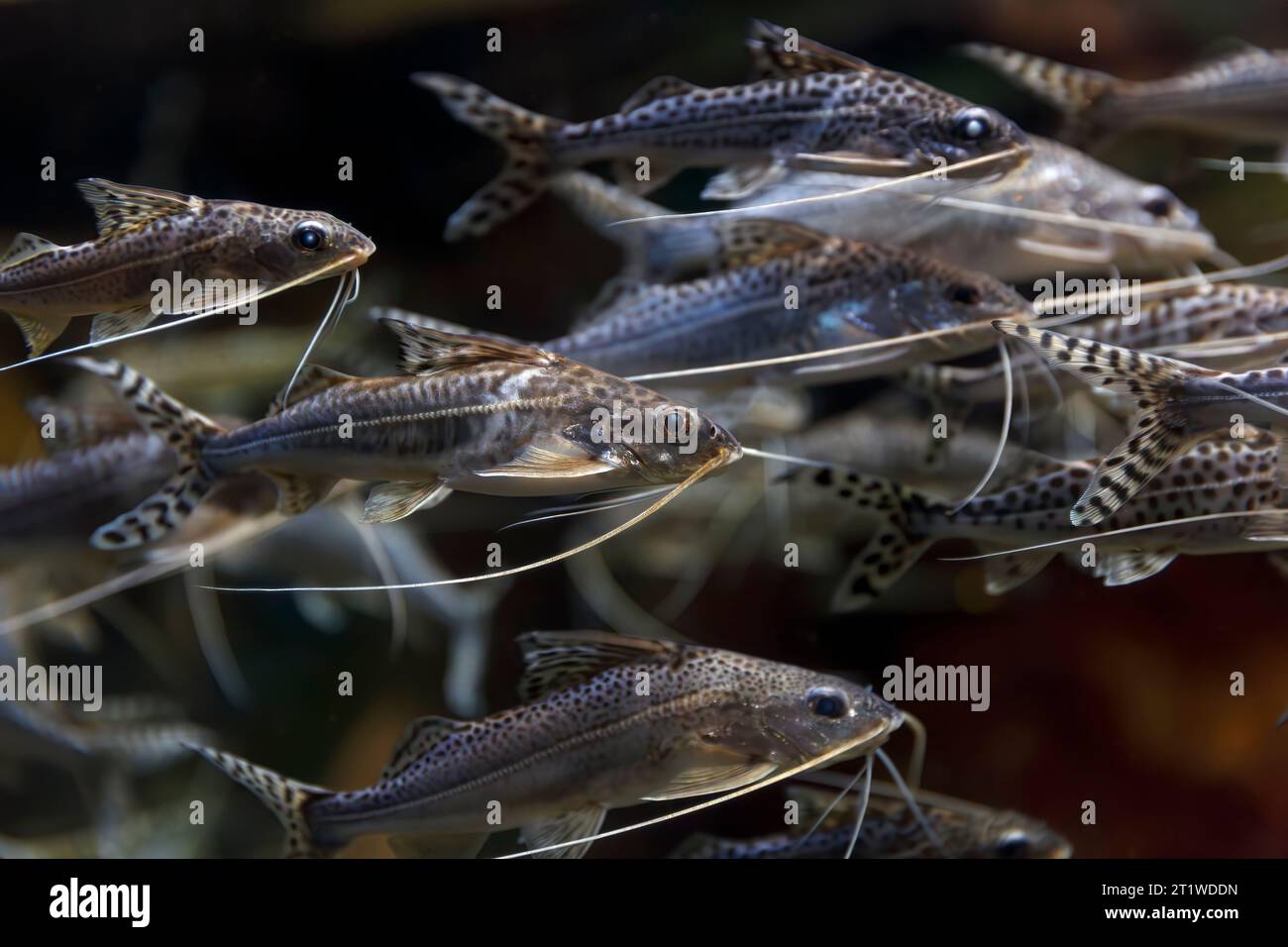 Pictus Catfish Colors