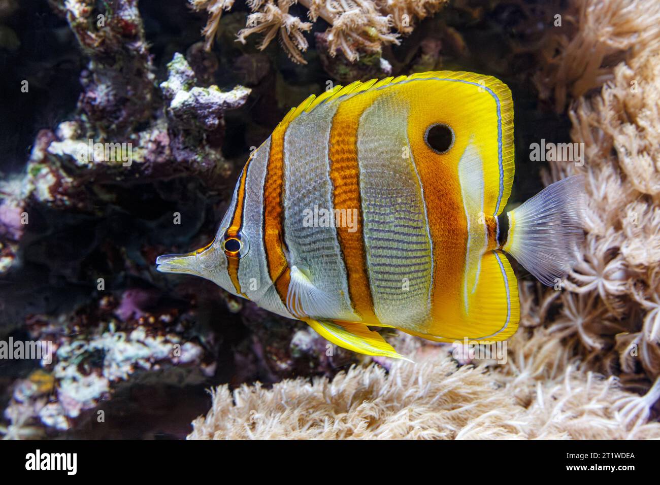 Copperband butterflyfish (Chelmon rostratus), AKA: Beaked coral fish ...