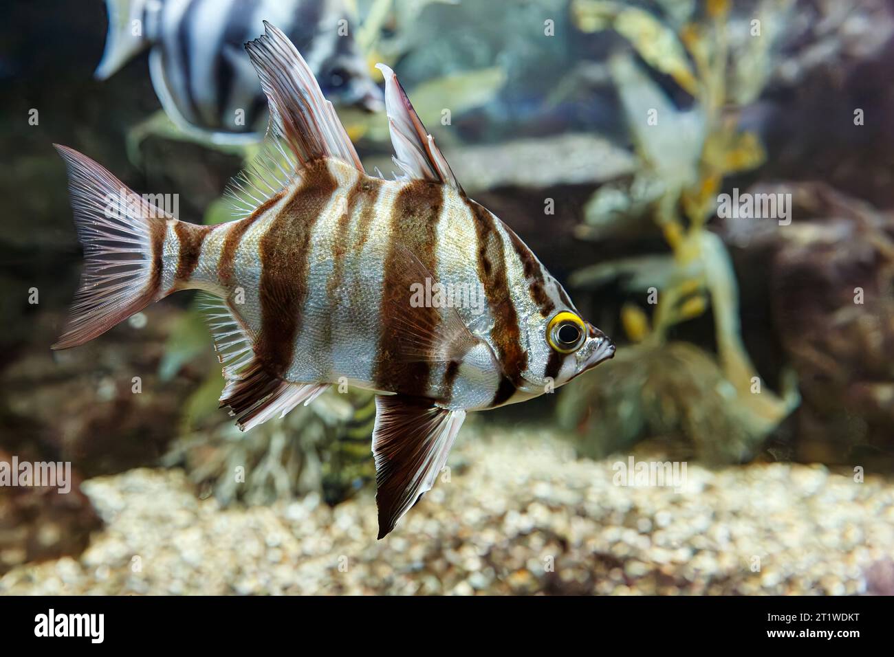 Old wife (Enoplosus armatus), Australia Stock Photo - Alamy