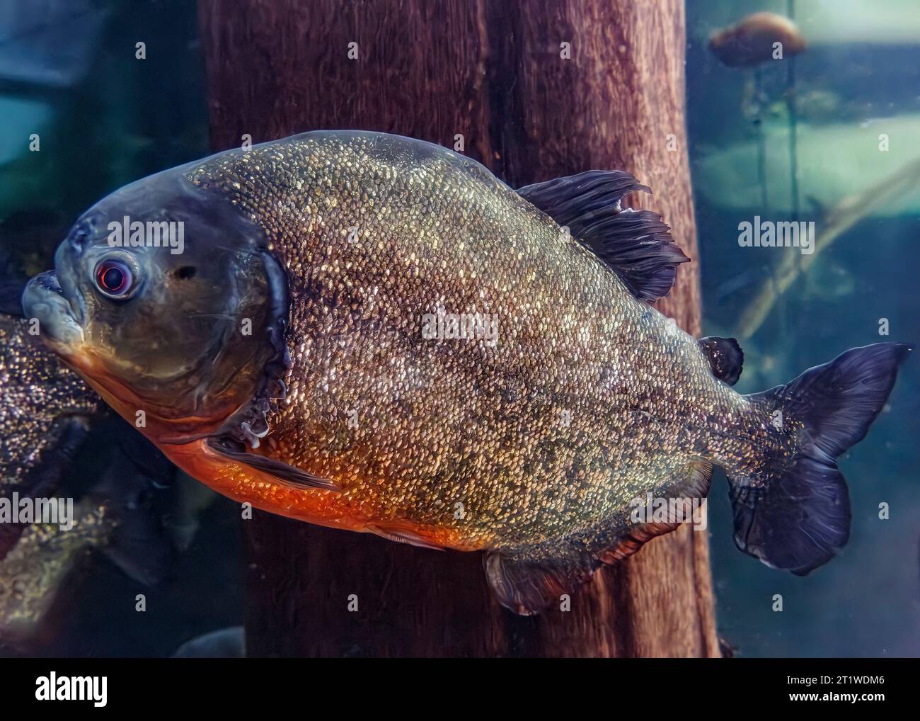 Red-bellied piranha (Pygocentrus nattereri) AKA: red piranha, South ...