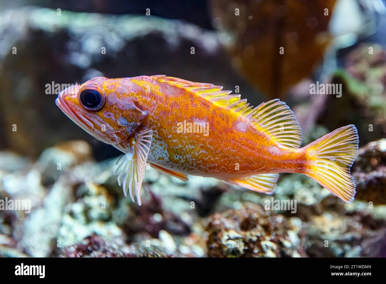 Rosy Rockfish (Sebastes rosaceus), California, USA Stock Photo - Alamy