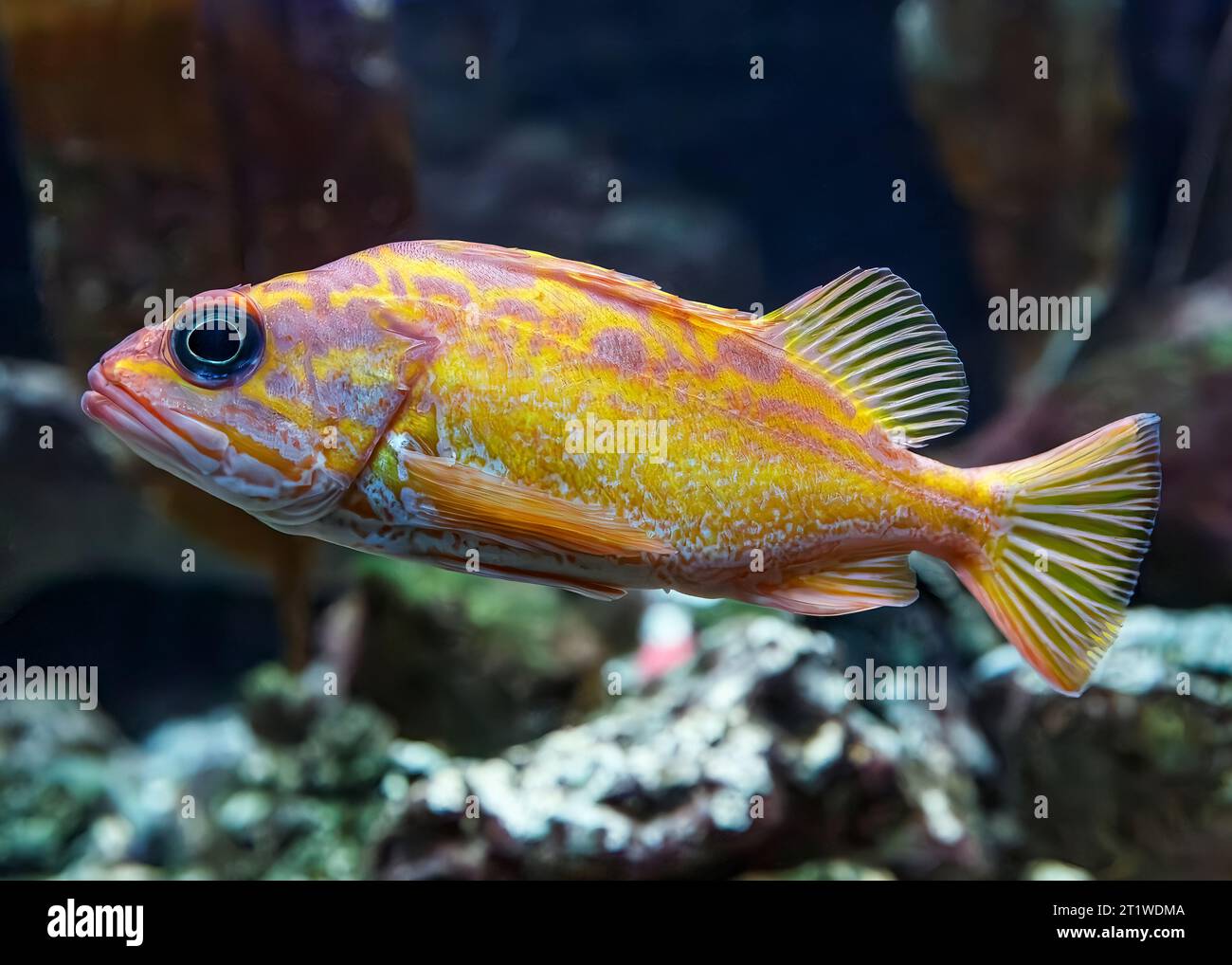 Rosy Rockfish (Sebastes rosaceus), California, USA Stock Photo - Alamy