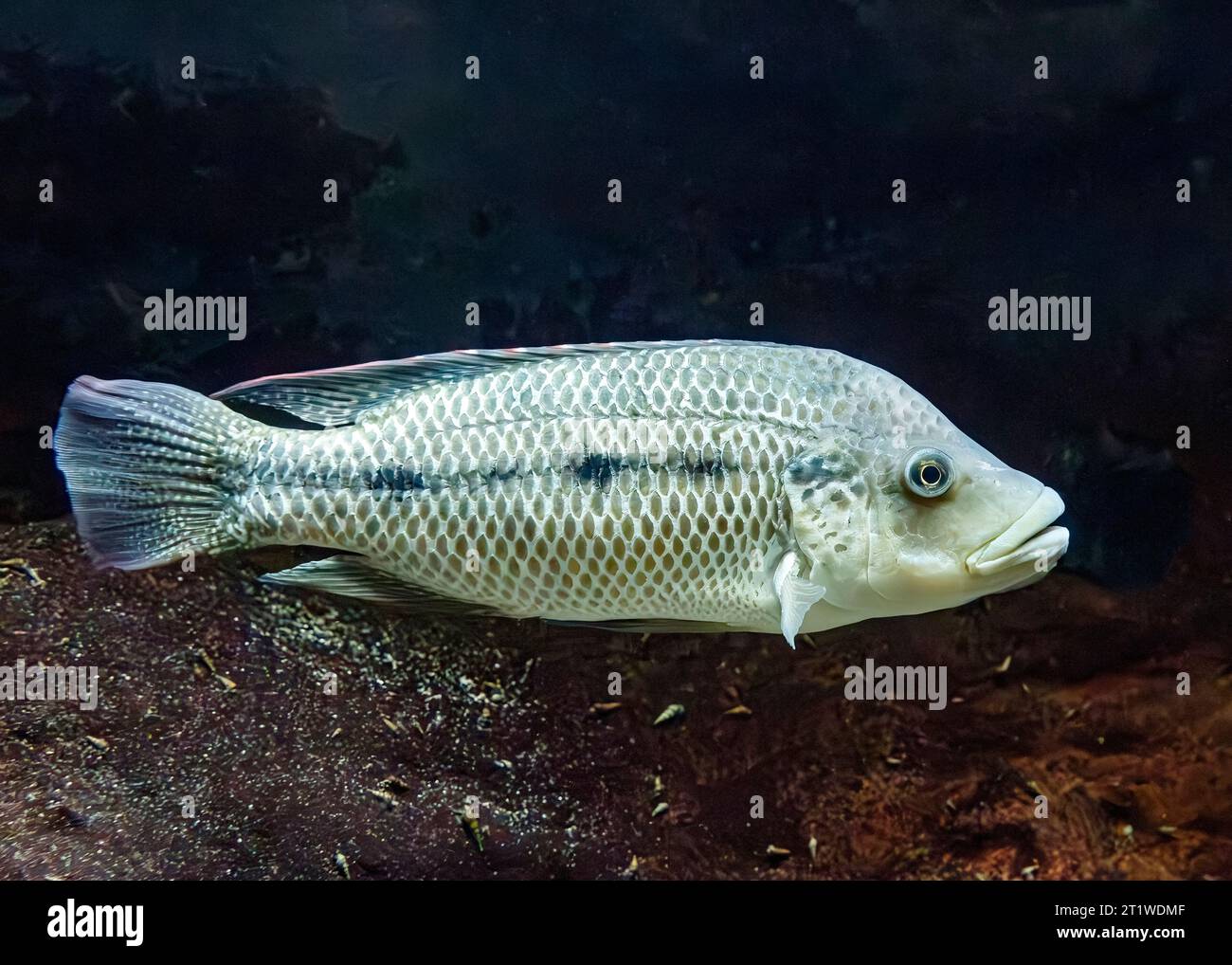 Three-spotted tilapia (Oreochromis andersonii), AKA: threespot tilapia ...