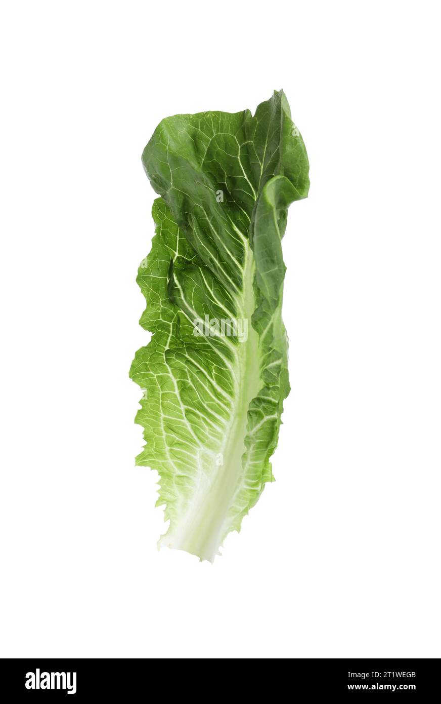 Fresh leaf of green romaine lettuce isolated on white Stock Photo - Alamy