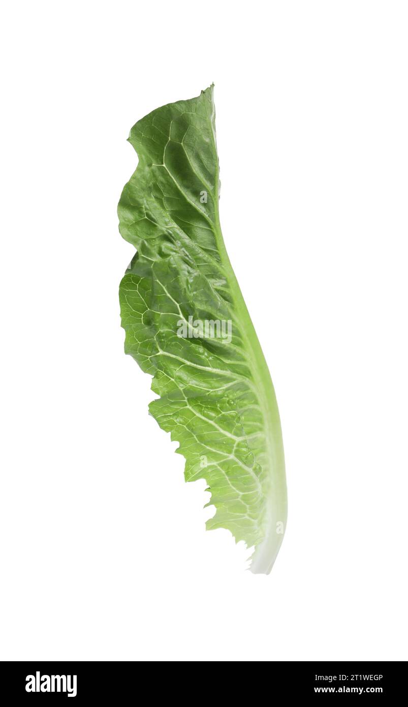 Fresh leaf of green romaine lettuce isolated on white Stock Photo - Alamy