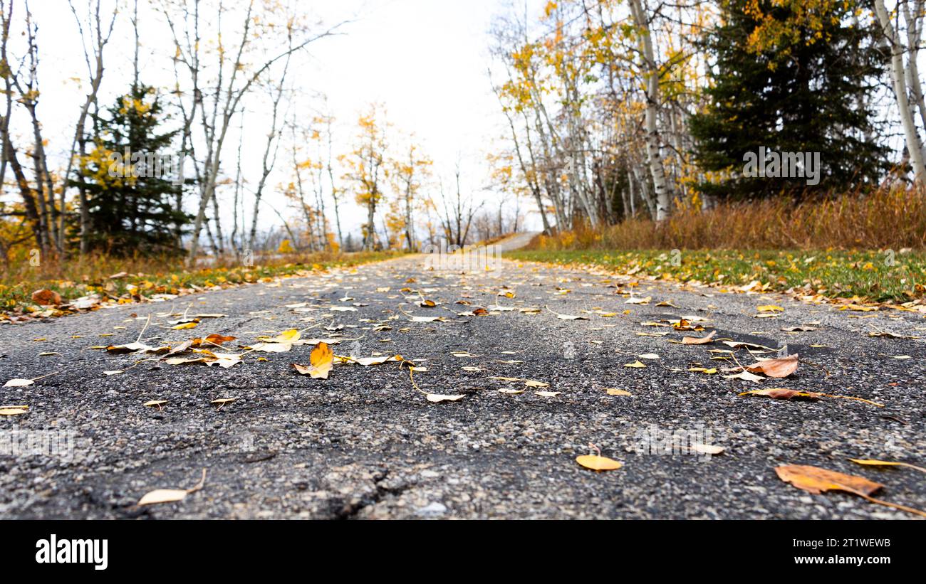 Walking through forest trail leaves hi-res stock photography and images ...