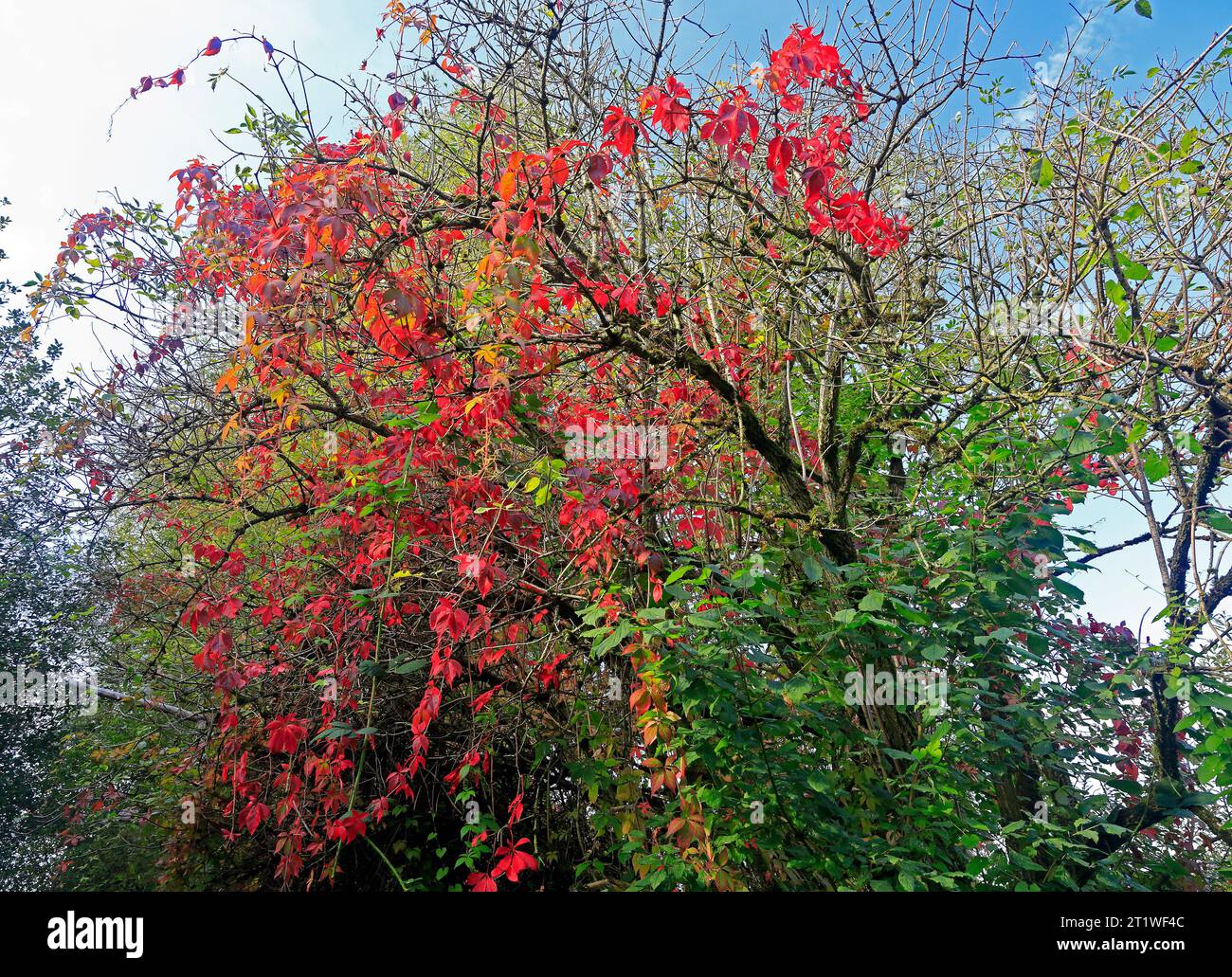 Virginia creeper growing through another tree, Leckwith, South Wales ...