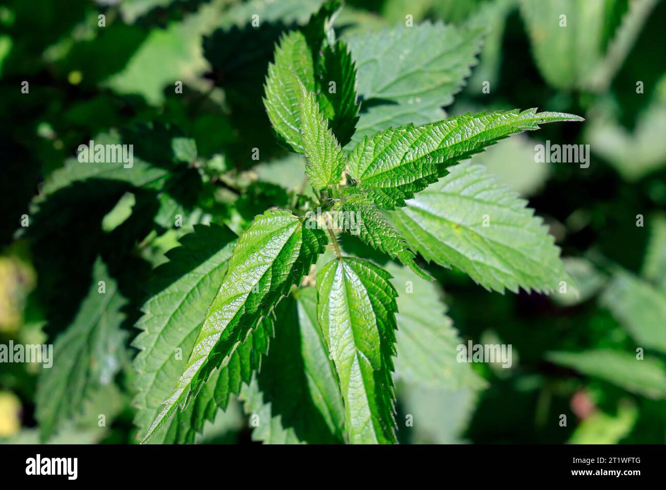 Stinging nettles. Urtica dioica - common nettle, burn nettle, stinging ...