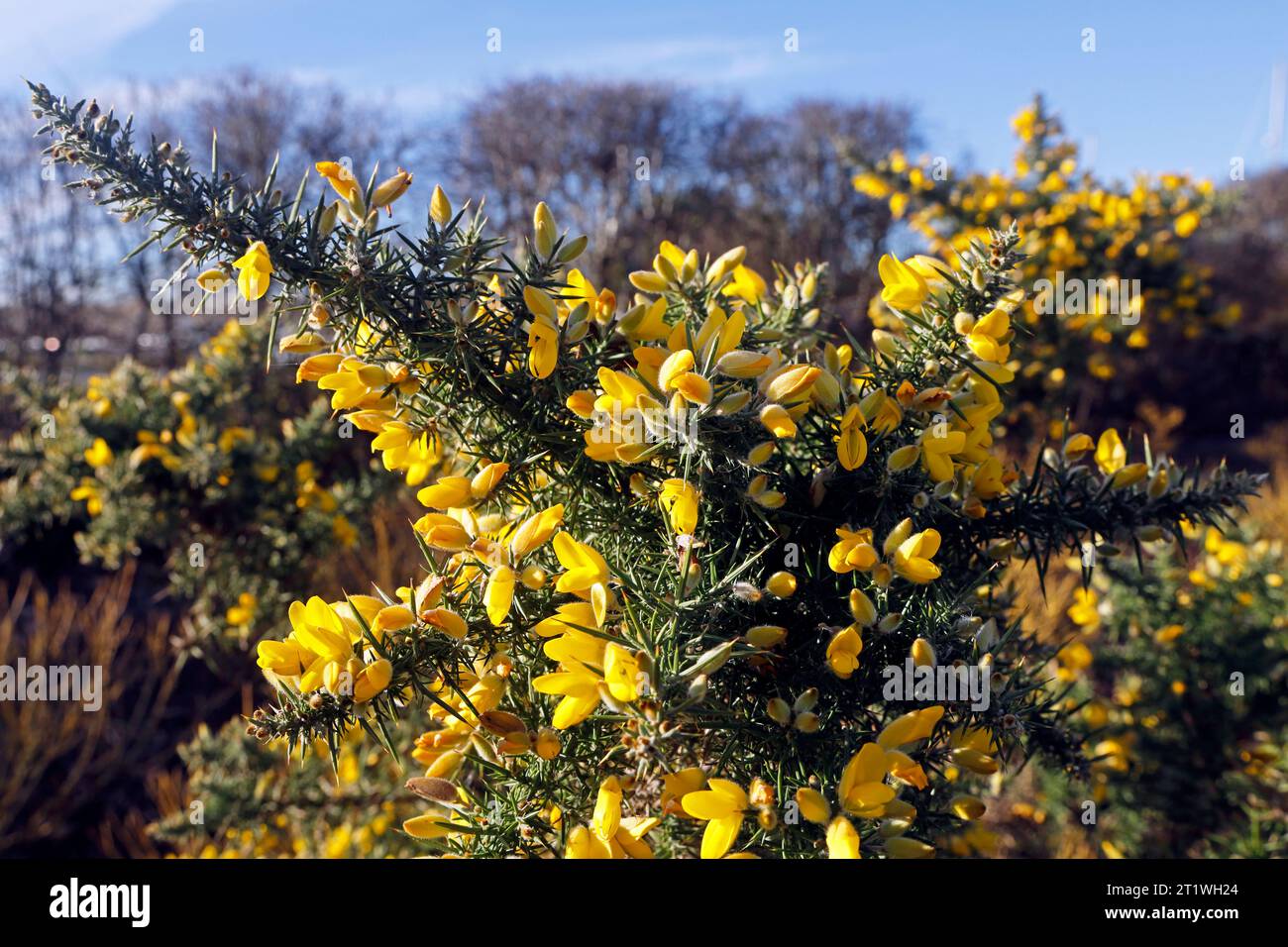 Ulex bush - gorse, plants. October 2023, Autumn, Cardiff UK Stock Photo ...