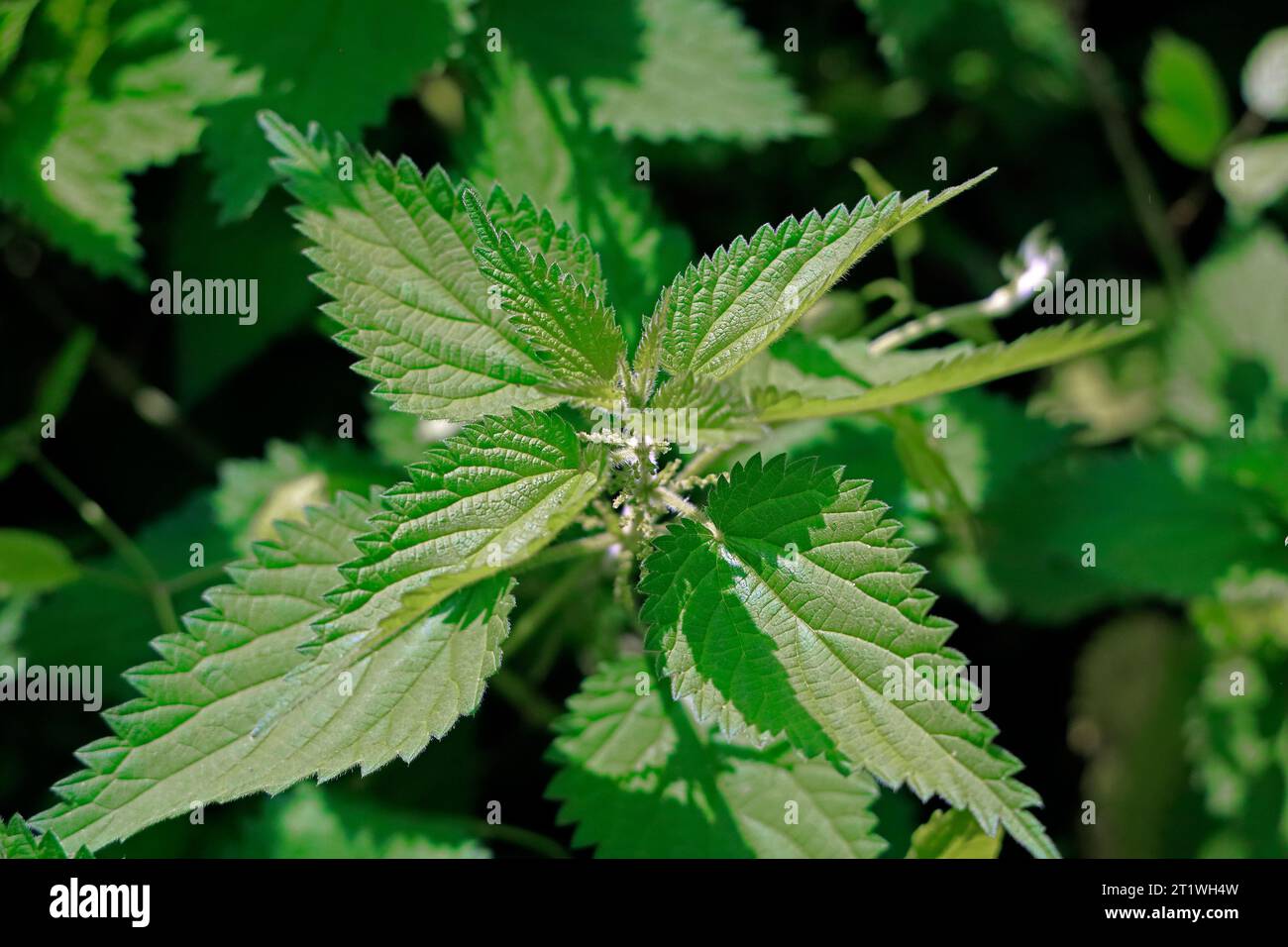 Stinging nettles. Urtica dioica - common nettle, burn nettle, stinging ...