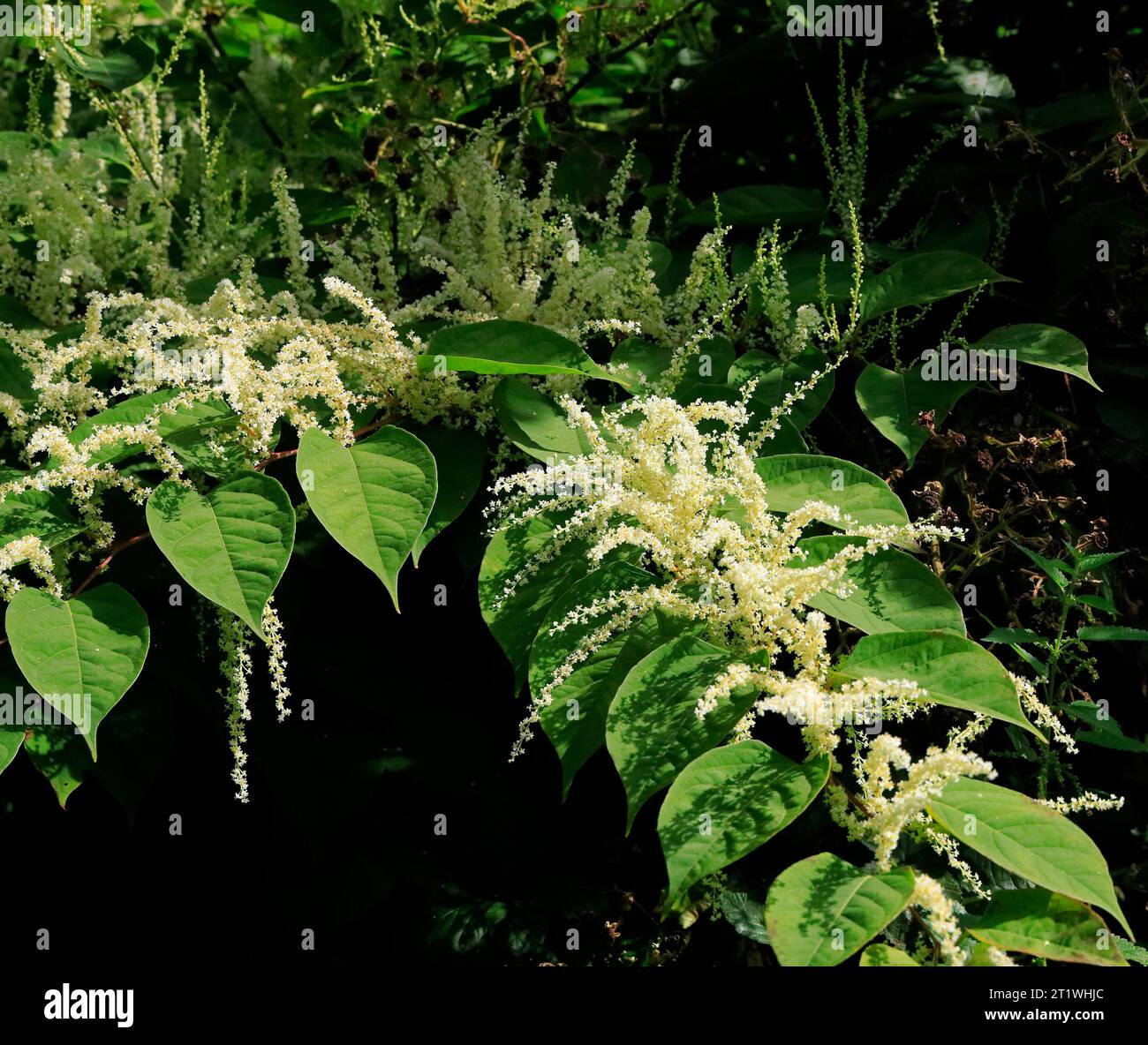 Does Japanese Knotweed Have Yellow Flowers at Peggy Bradley blog