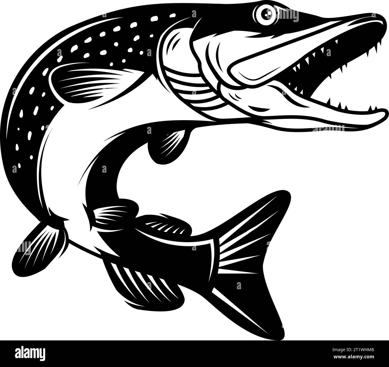 Illustration of pike fish in monochrome style. Pike fish isolated on ...