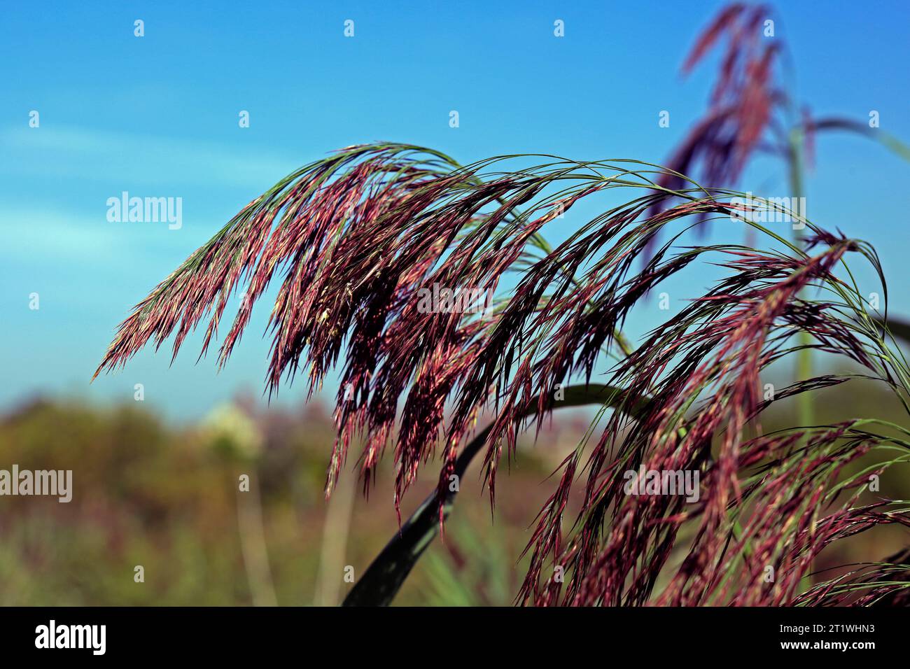 Common wetland plant hi-res stock photography and images - Alamy