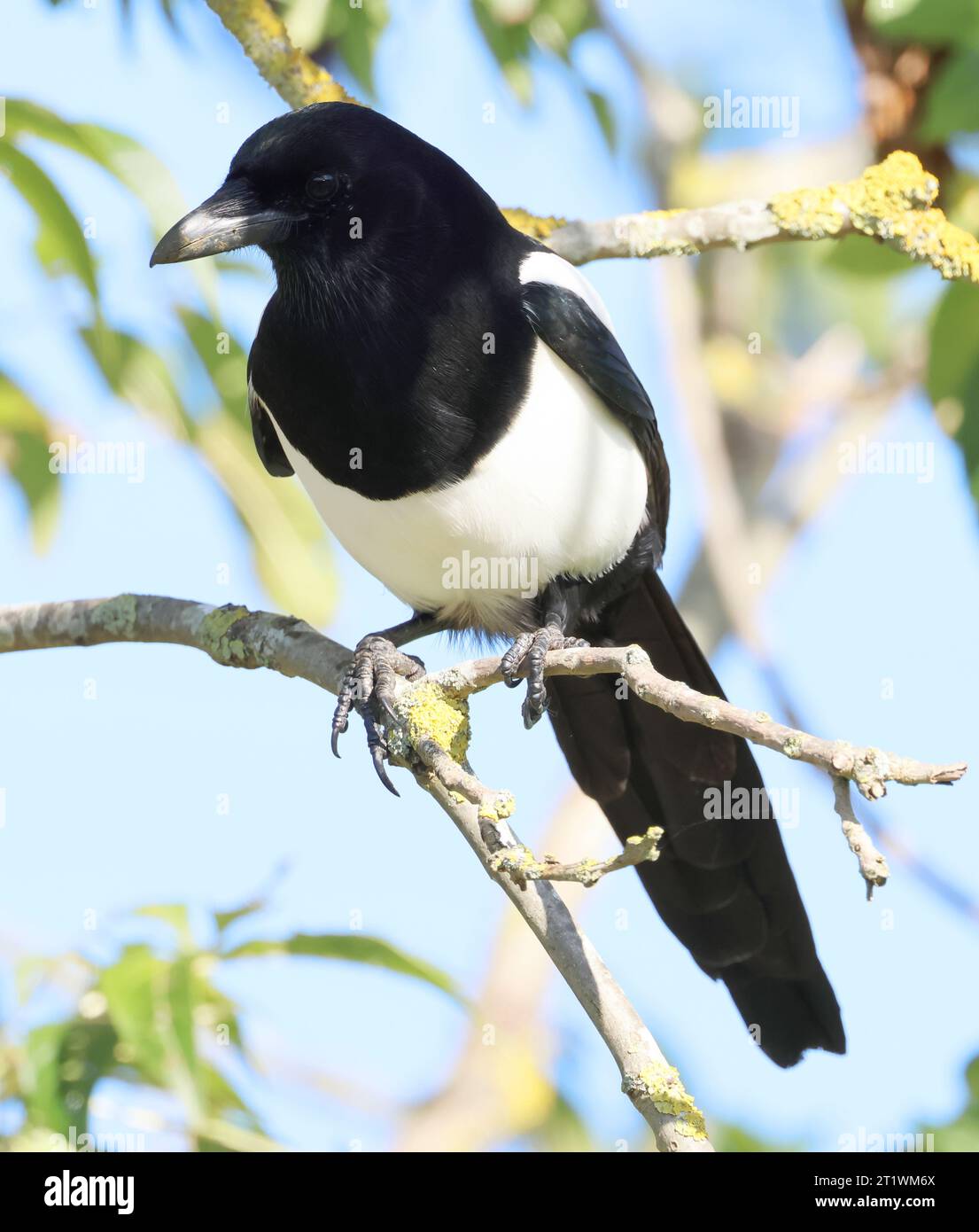 Pica pica ash tree hi-res stock photography and images - Alamy