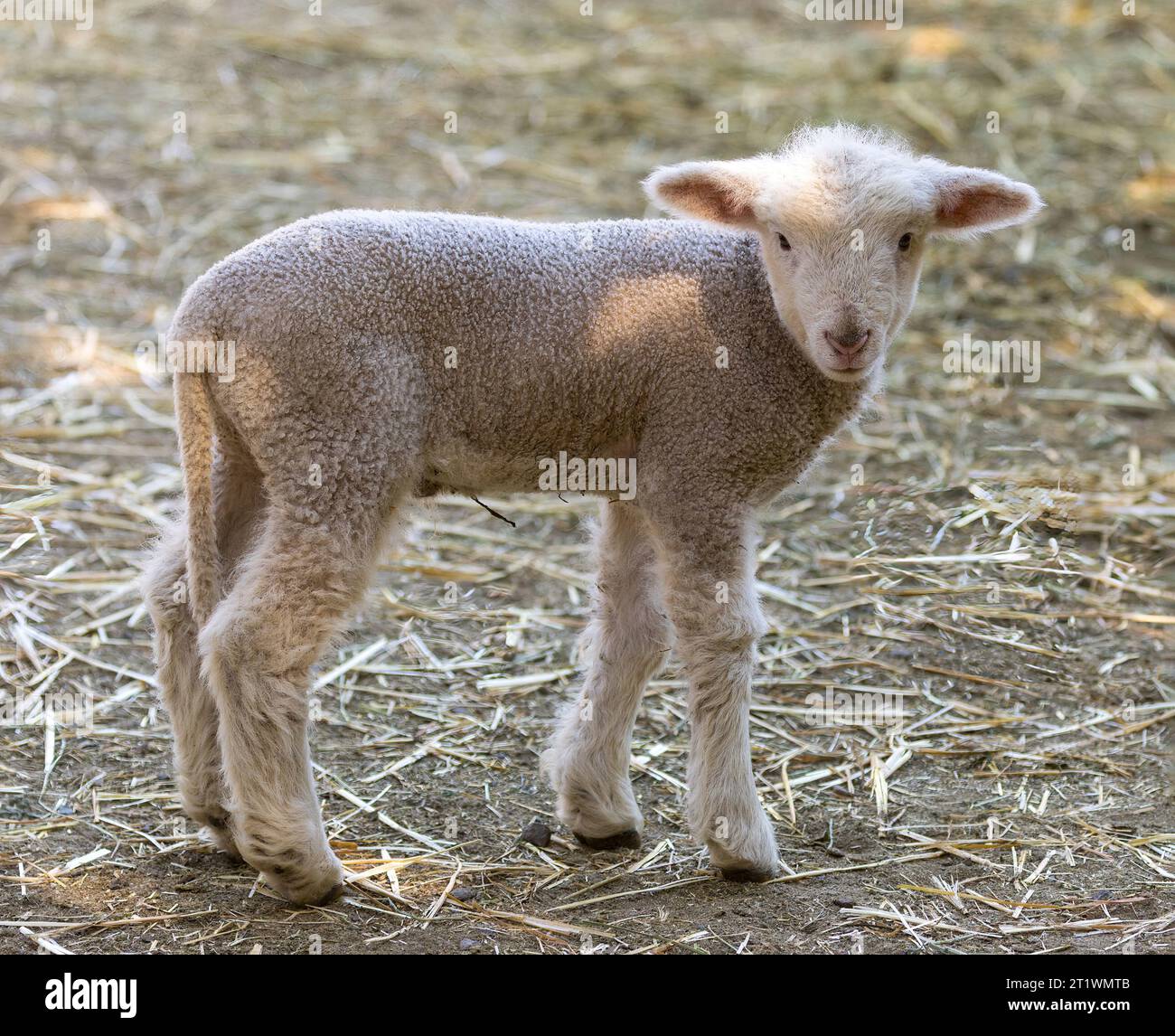 Lamb posing inside sheep pen. Farm in Northern California, USA Stock ...