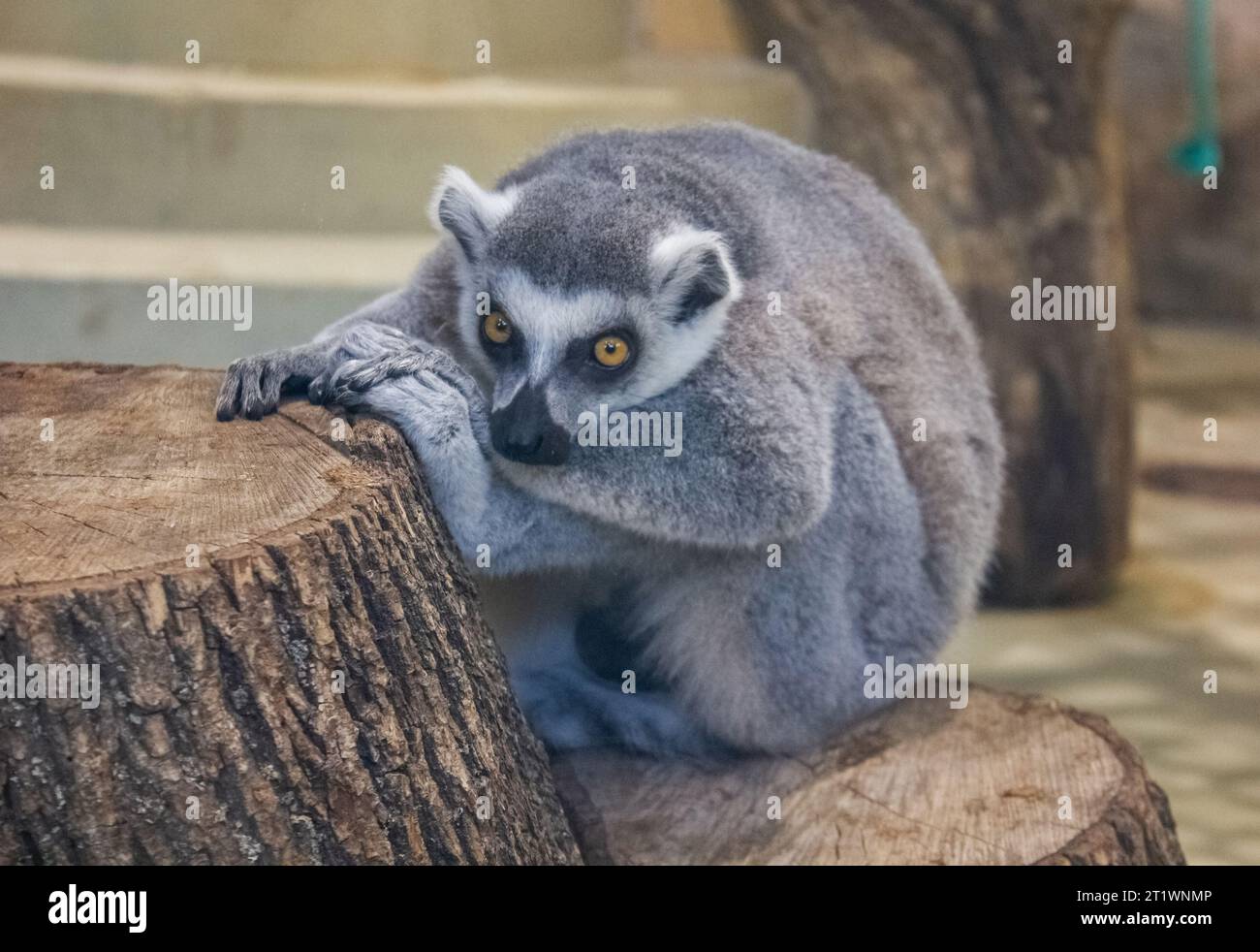 Funny lemur (Lemur Catta), cute lemur looks thoughtfully into the ...