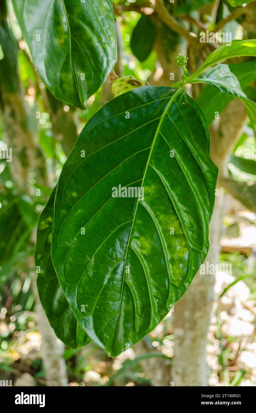Noni macro hi-res stock photography and images - Alamy