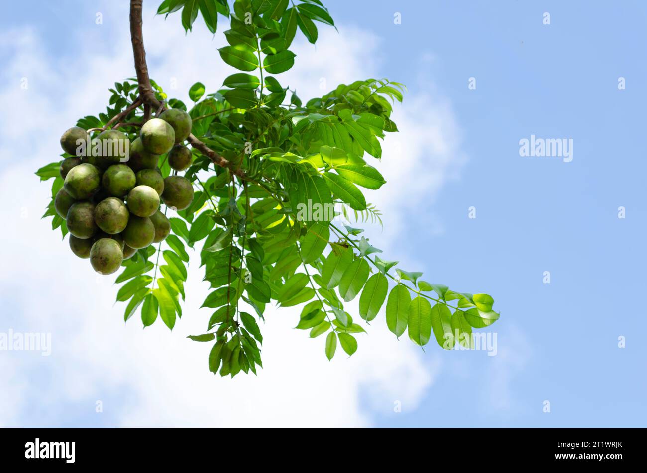 Branches of apples and plums hi-res stock photography and images - Alamy