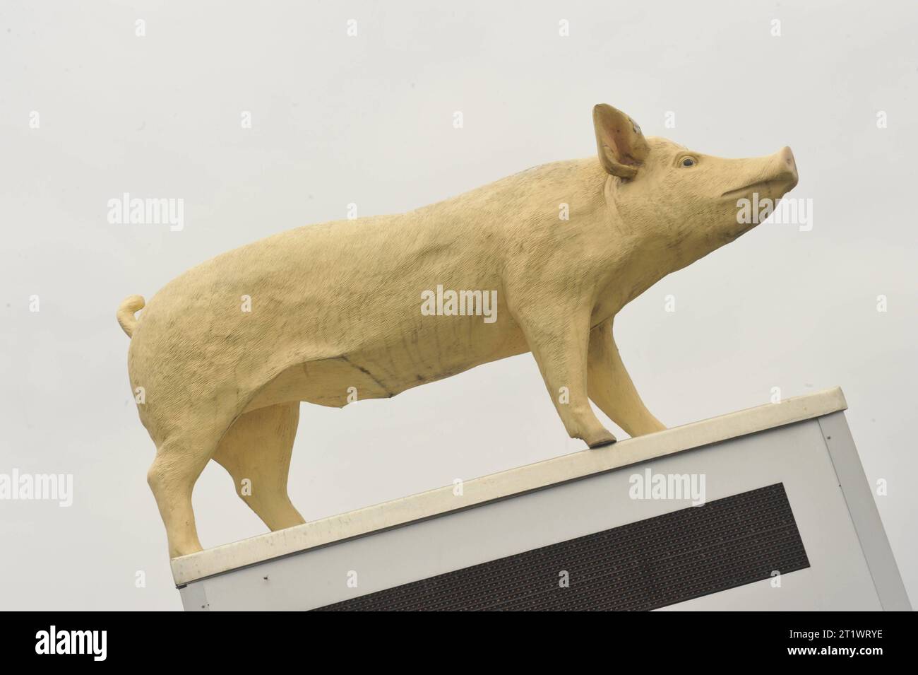 A Symbol Of A Pig, A Domestic And Farm Animal A Symbol Of A Pig Credit ...