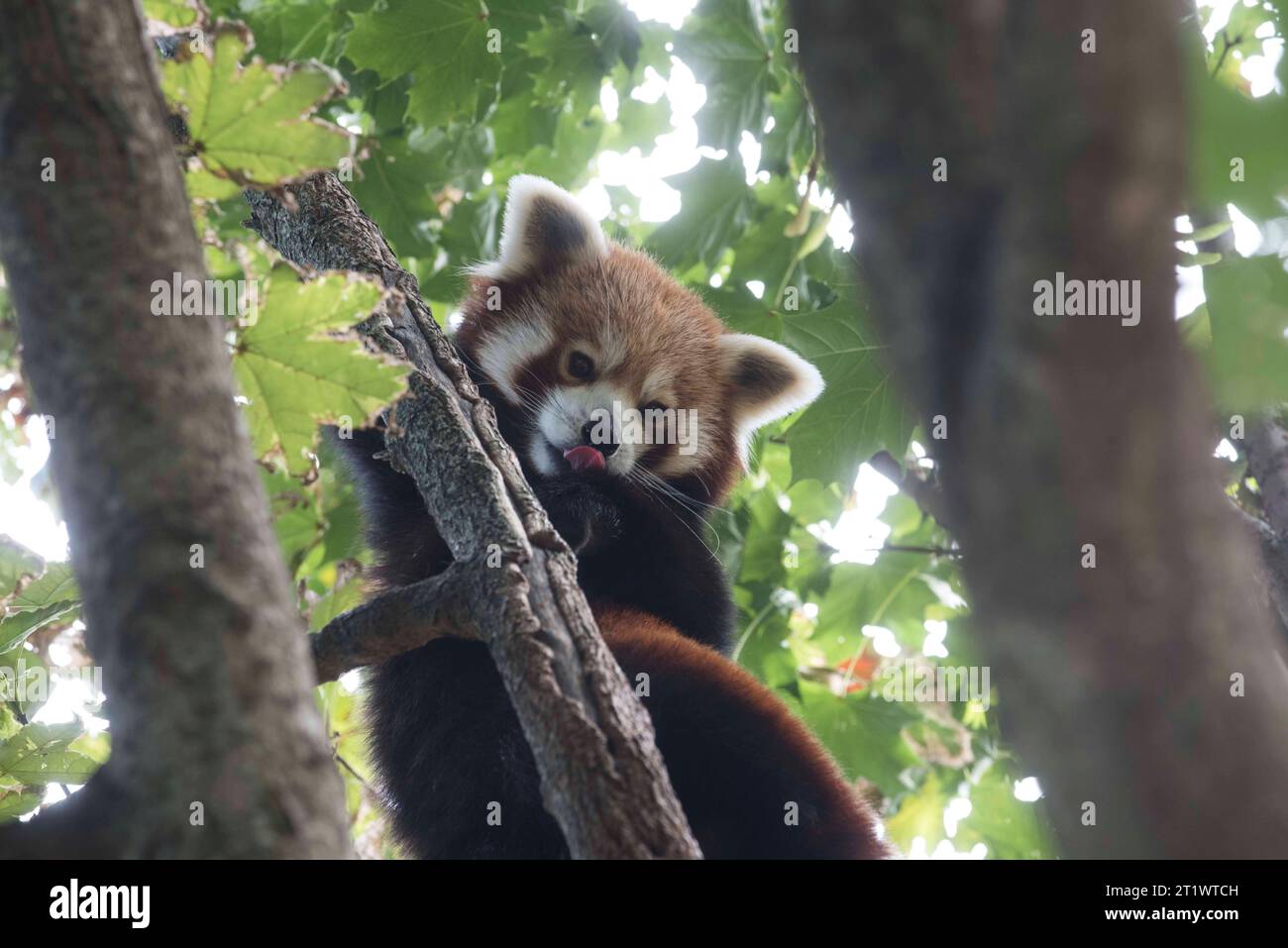 A Red Panda Or Lesser Panda In An Animal Park With Trees Red Panda In ...